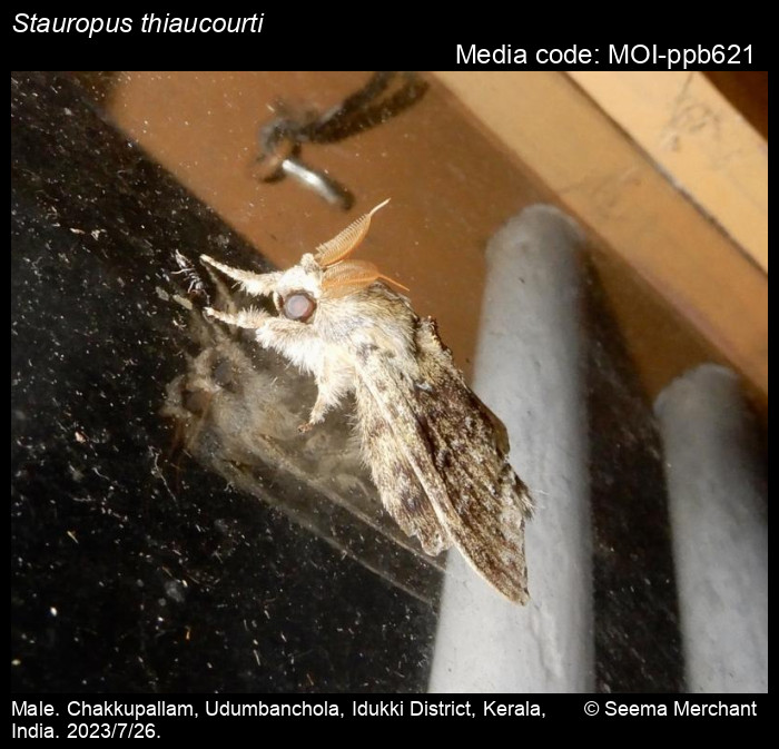 Stauropus thiaucourti Schintlmeister, 2003 - | Moths